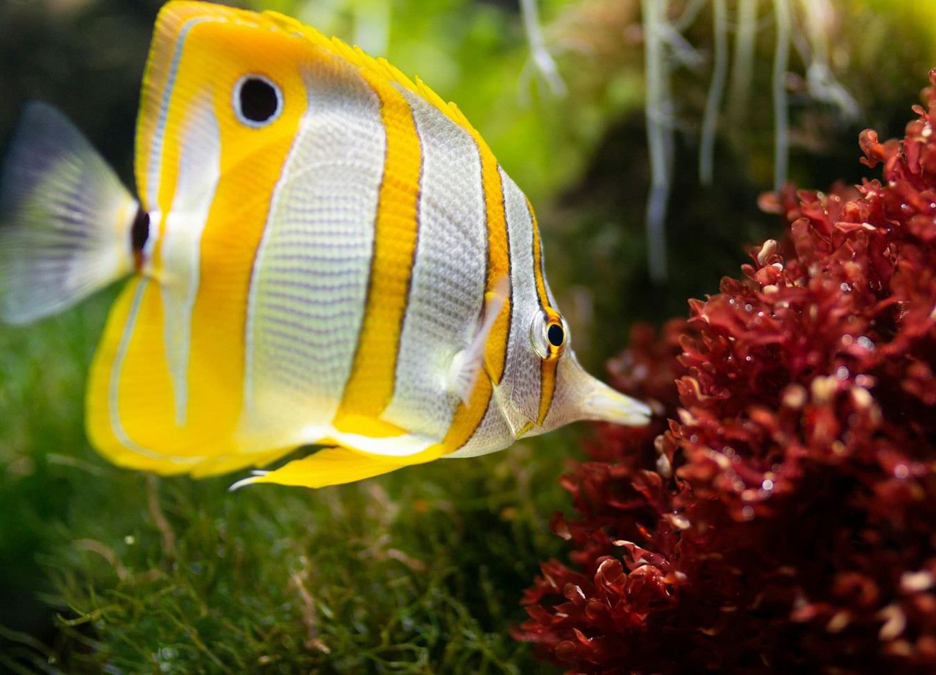 How to Choose the Right Fish Tank Size for Your Home - Blog Buz